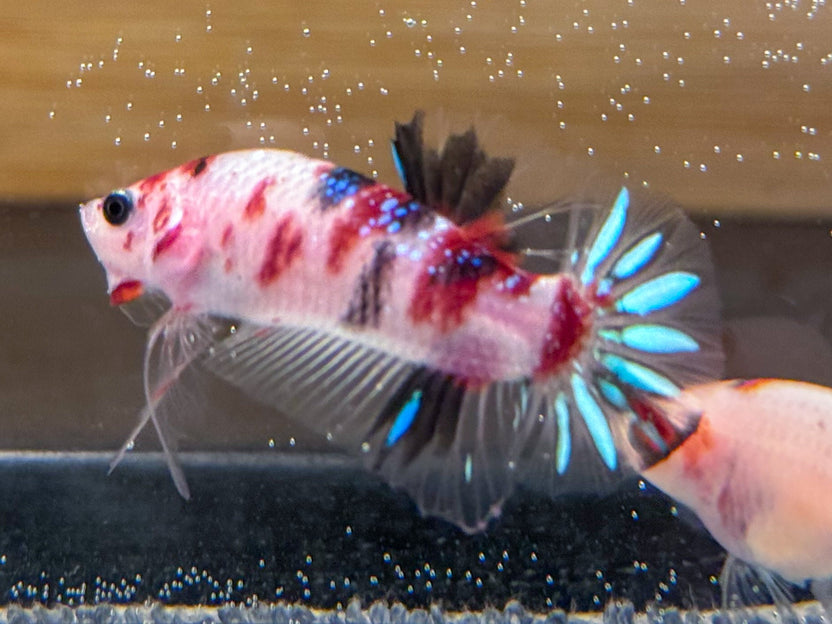 USA Betta Fish Breeder | Mimic Bettas